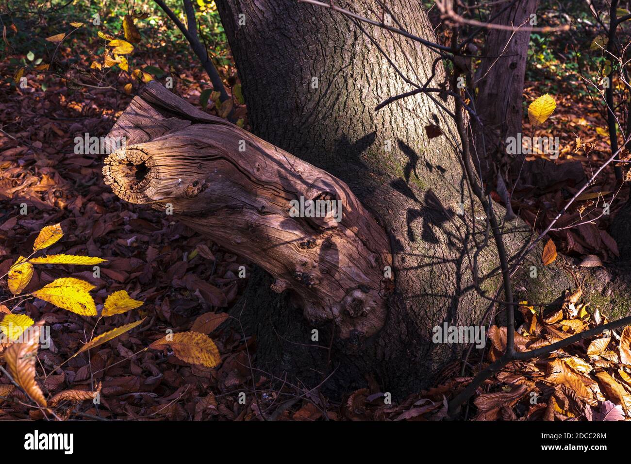 Woodland tree shadows hi-res stock photography and images - Alamy