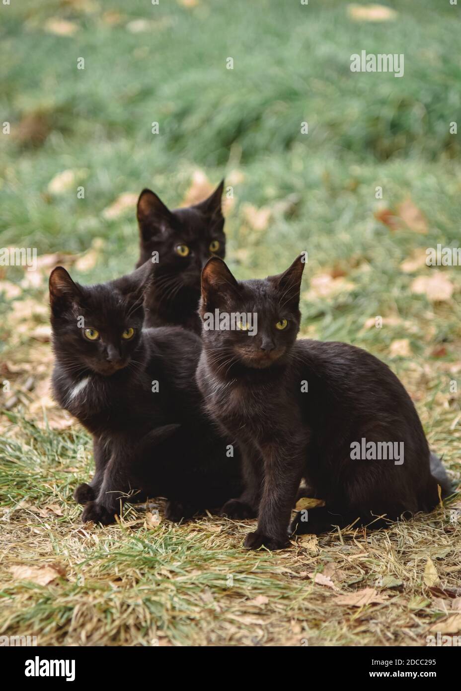 Three angry kittens look at something with wild eyes Stock Photo - Alamy