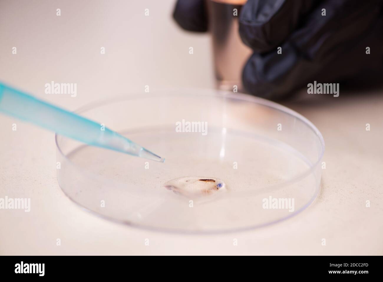 Dead cockroach in petri dish on the table Stock Photo - Alamy