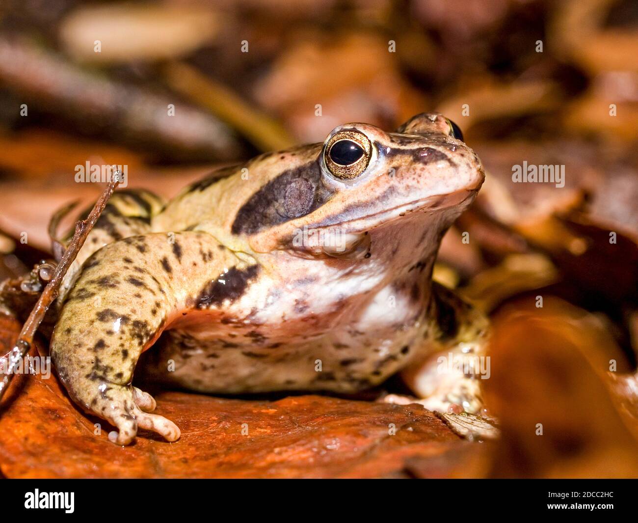 moor frog (Rana arvalis), in a riverside forest near the danube river ...