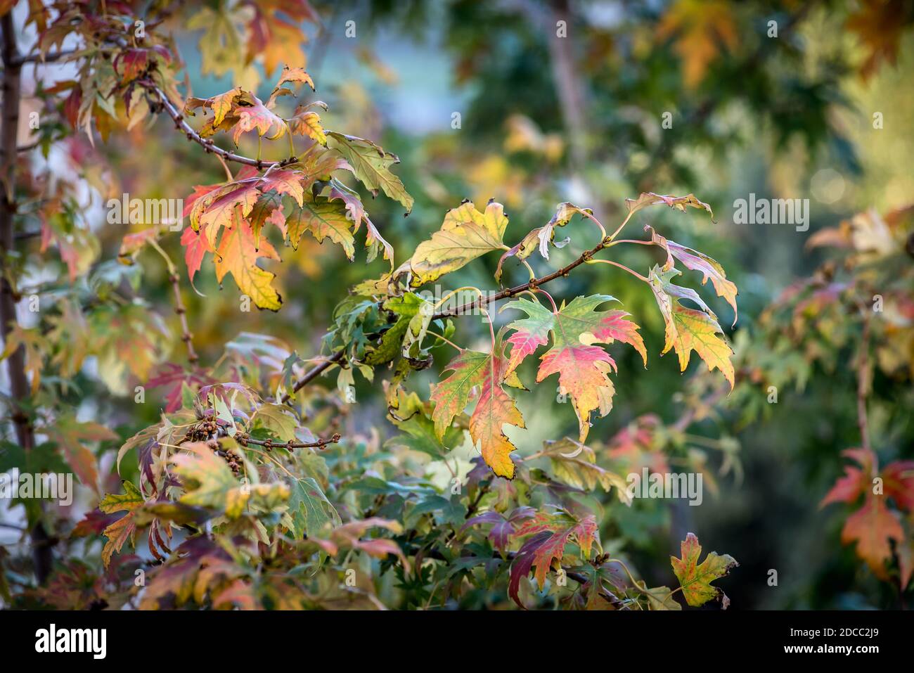 Colorful deciduous oak tree in autumn, oak tree foliage changes color ...