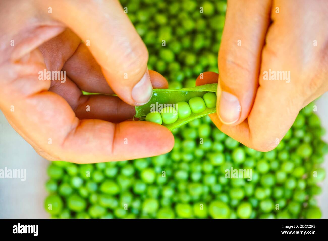 Woman hands open green pea pod against green peas background Stock ...