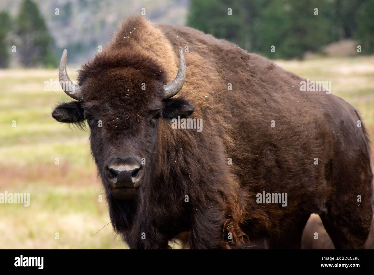 Portrait of a Buffalo in Custer State Park, South Dakota Stock Photo ...