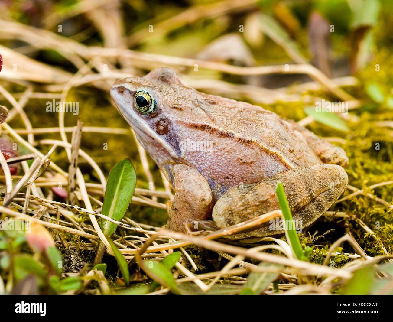 moor frog (Rana arvalis), in a riverside near the danube river in ...