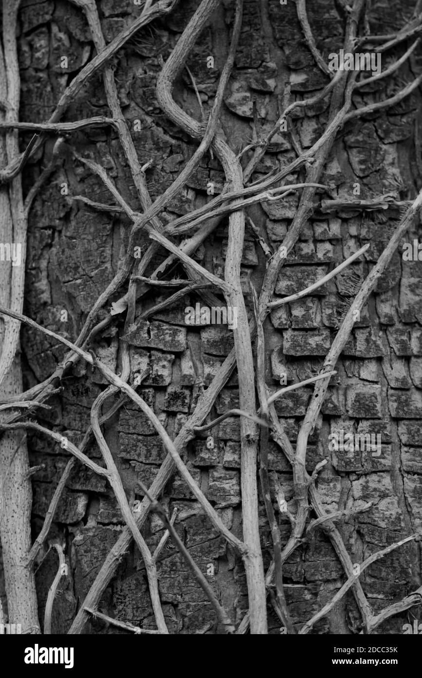 Sycamore tree roots hi-res stock photography and images - Alamy