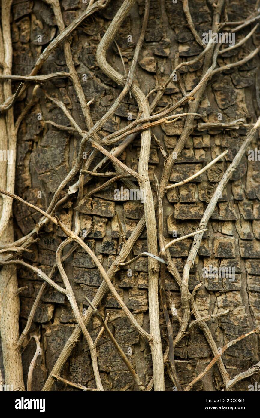 Sycamore tree roots uk hi-res stock photography and images - Alamy