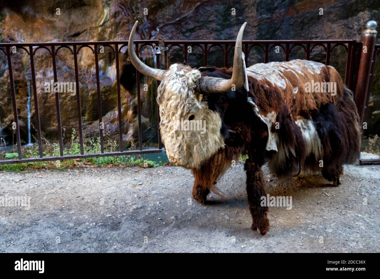 Close up stuffed wild yak or Bos mutus in museum Stock Photo - Alamy