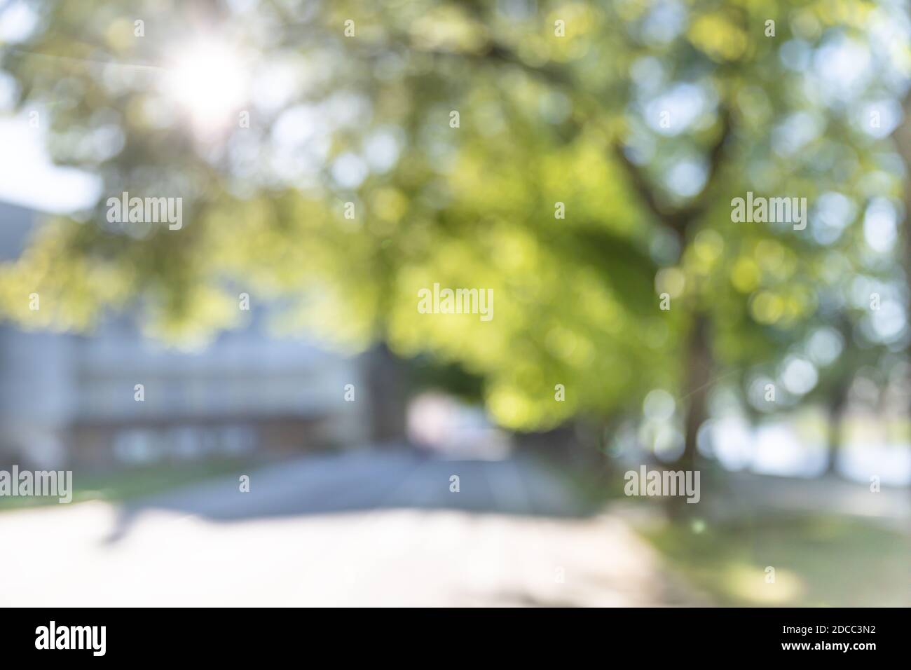 Defocused image of street with trees and sunlight Stock Photo - Alamy