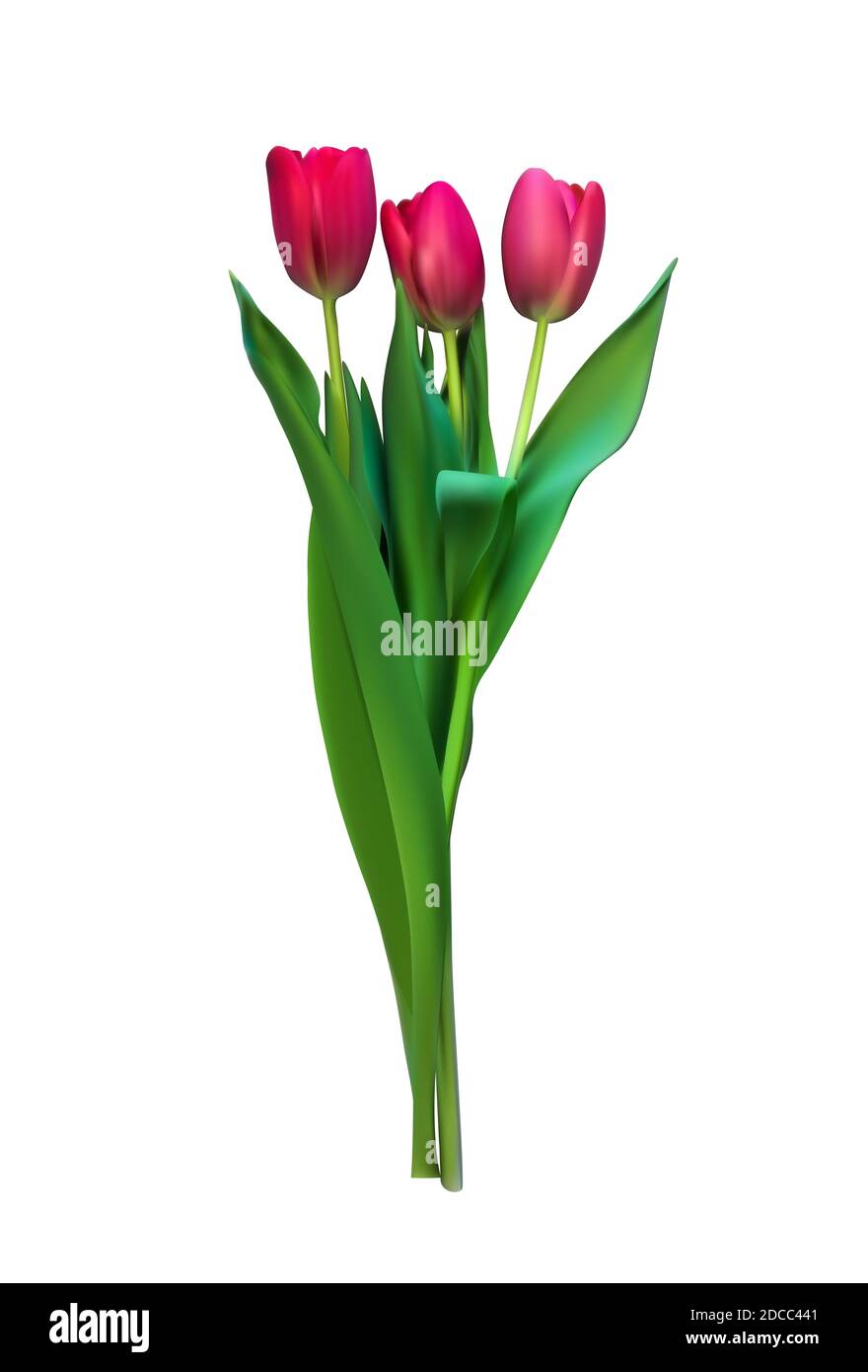 Realistic Illustration Colorful Tulips . Not Trace. Pink Flowers on ...