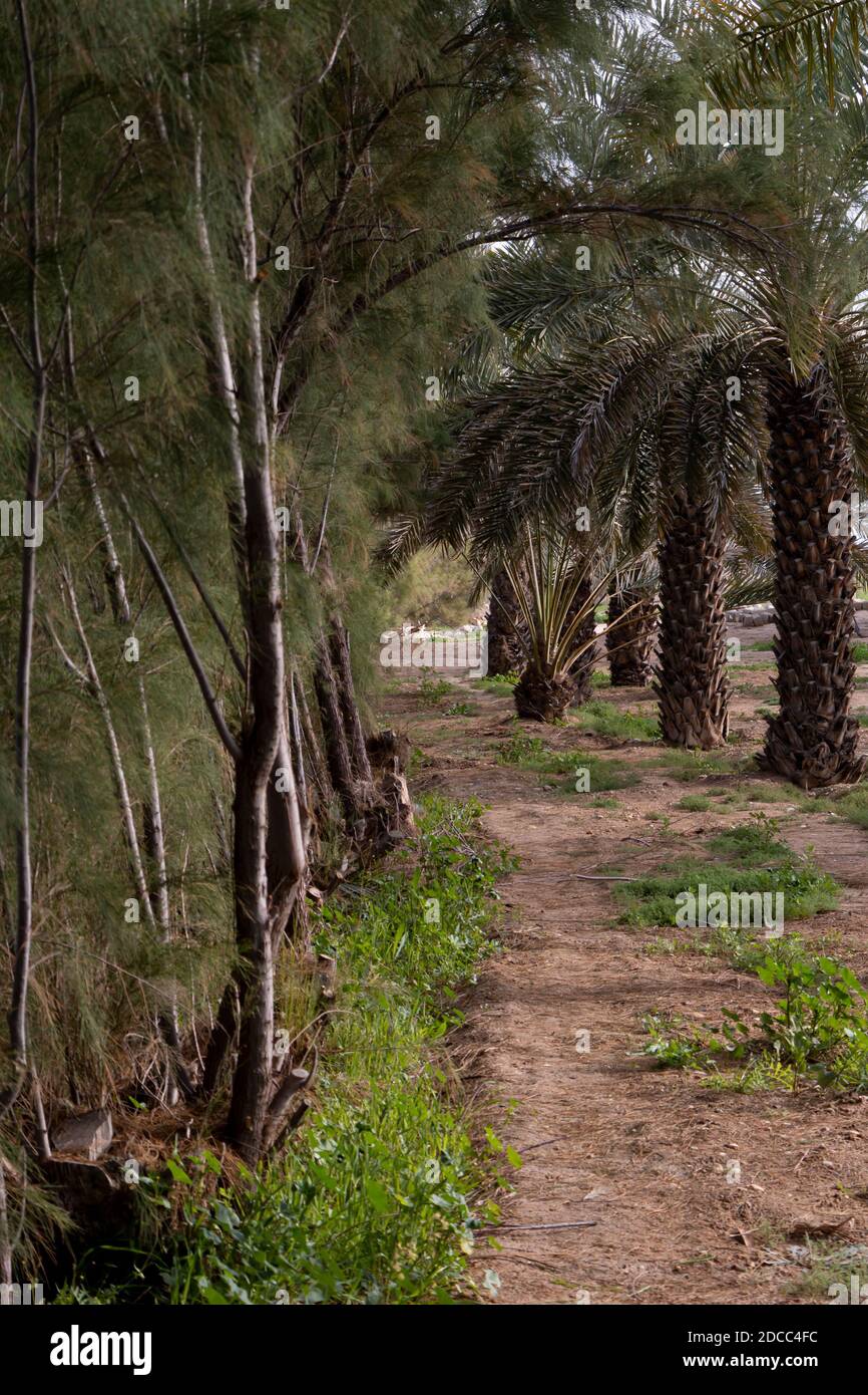 Iran tree hi-res stock photography and images - Alamy