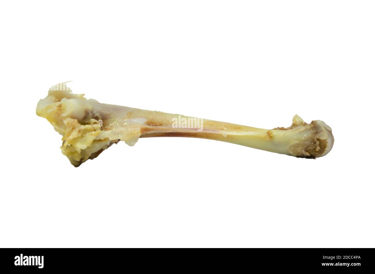 Chicken bone on white background.Clippinf path Stock Photo - Alamy