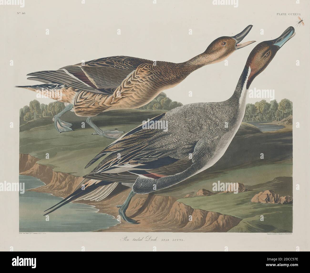 Robert Havell, Jr., (artist), American, born England, 1793 - 1878, John ...