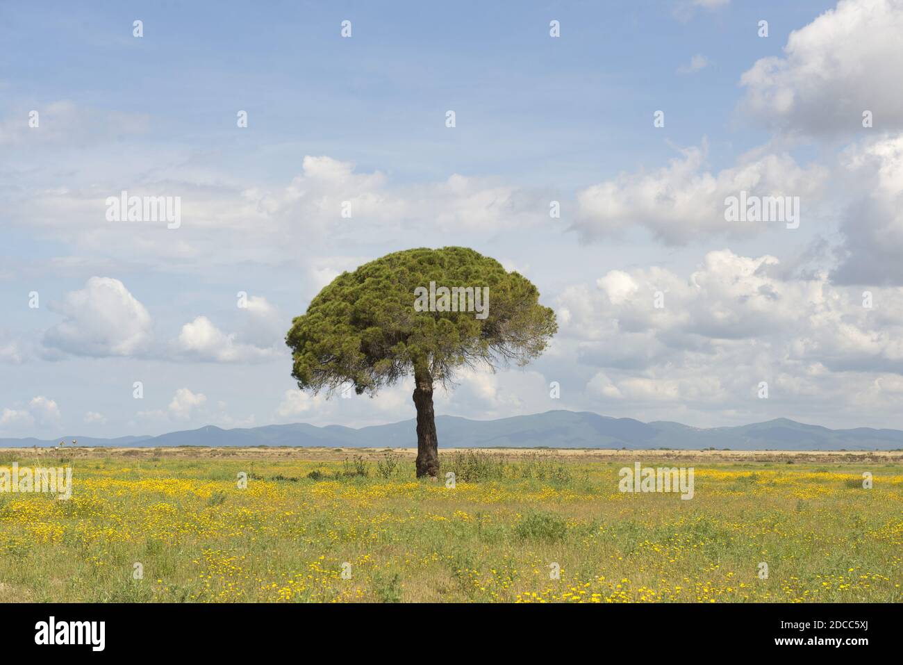 Landscape with pine tree isolated in the Tuscan Maremma in Alberese ...