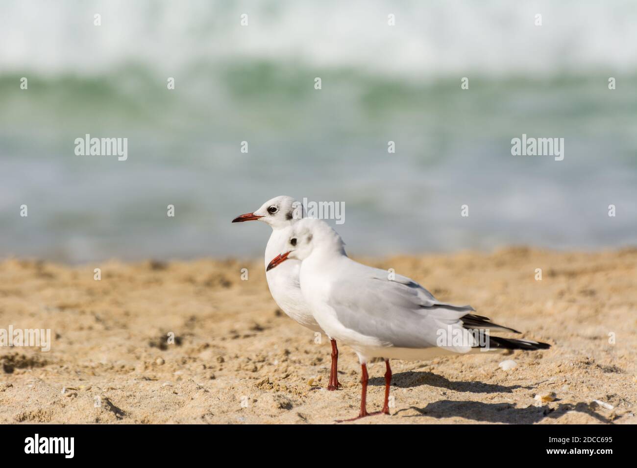 A loving couple of common white seagulls (Larus canus) standing on the ...