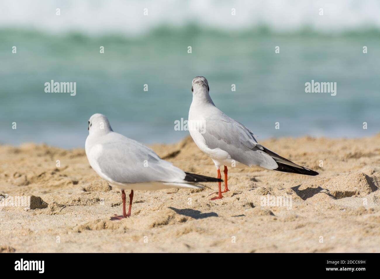 A loving couple of common white seagulls (Larus canus) standing on the ...