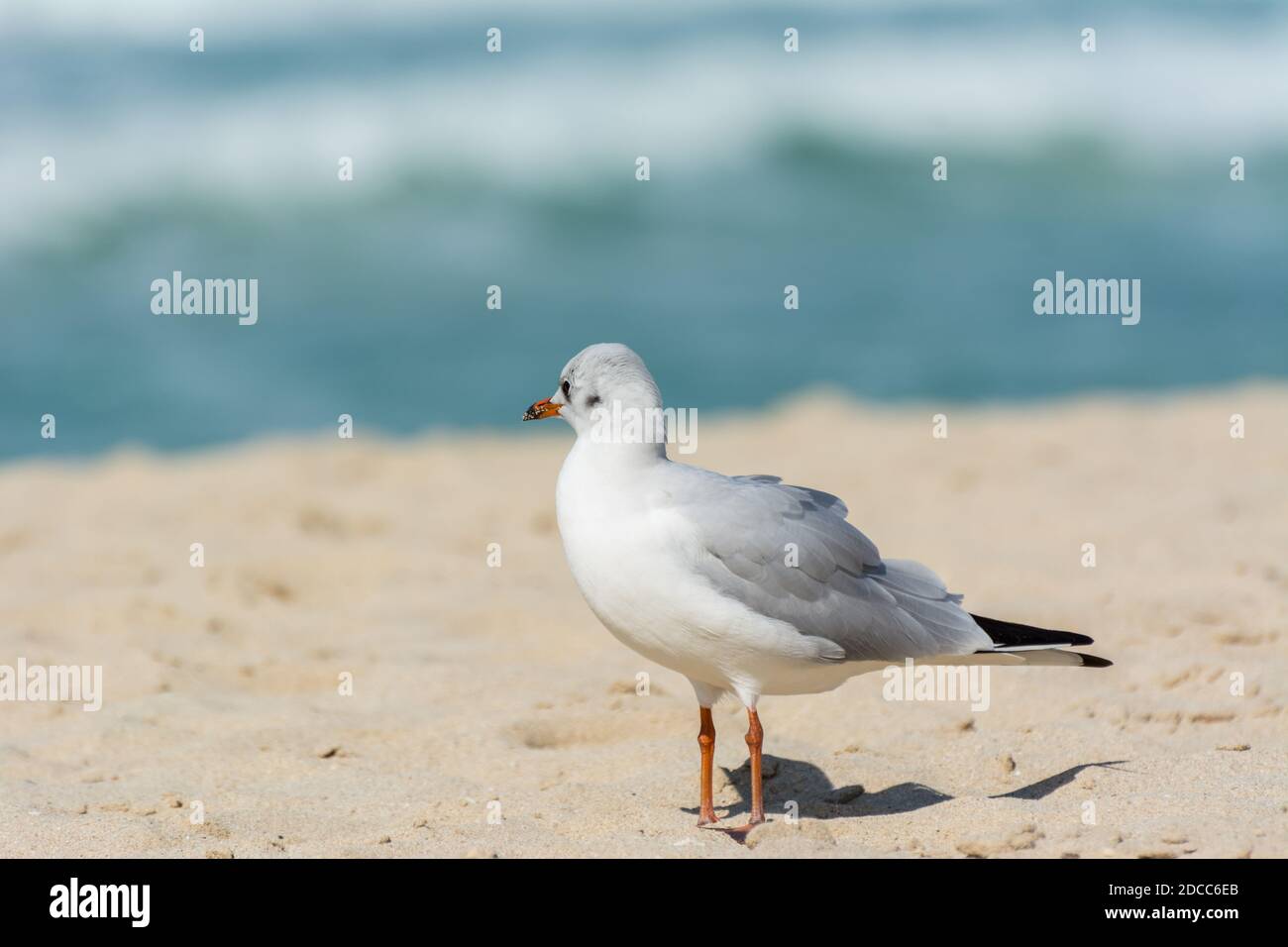 A common white seagull (Larus canus) standing on the sand Jumeirah ...