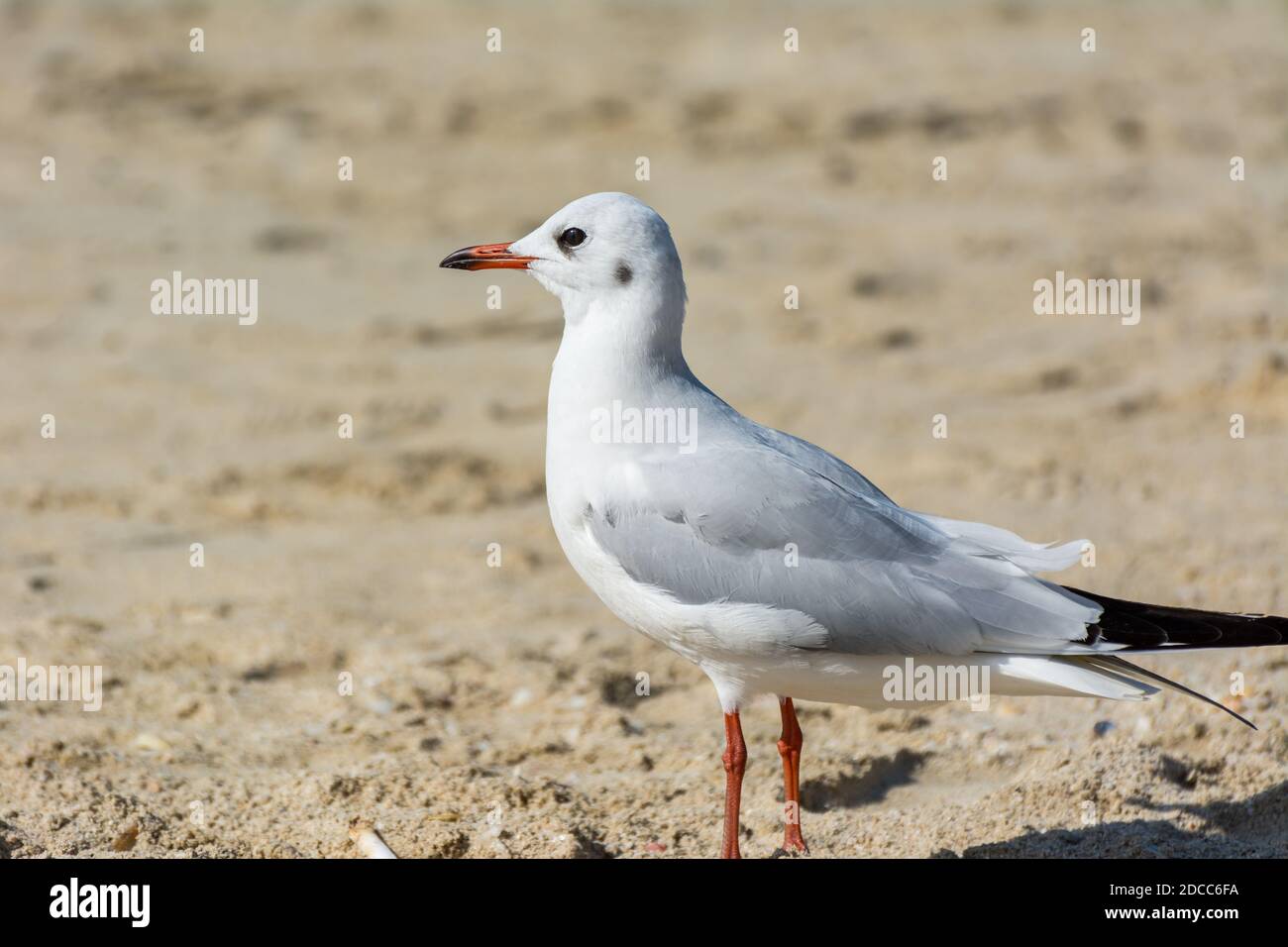 A common white seagull (Larus canus) standing on the sand Jumeirah ...