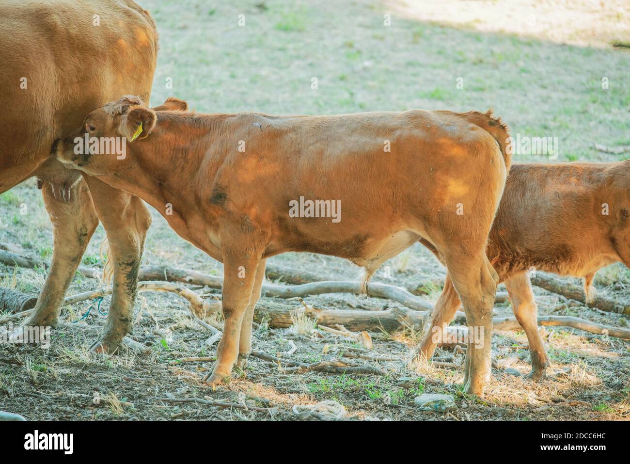 Cows in meadows. Red cows and calves in the meadow. Volyn breed of cows ...