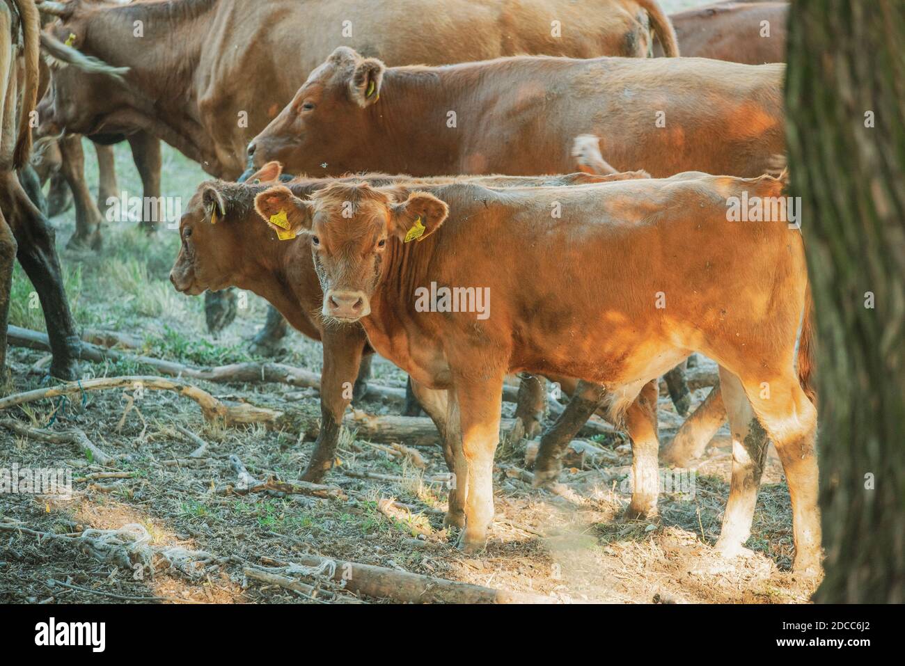Cows in meadows. Red cows and calves in the meadow. Volyn breed of cows ...