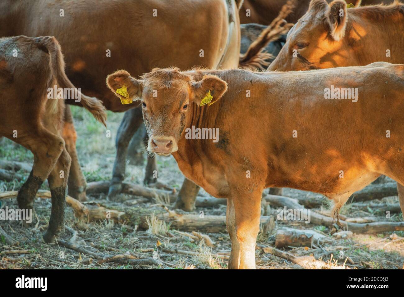 Cows in meadows. Red cows and calves in the meadow. Volyn breed of cows ...