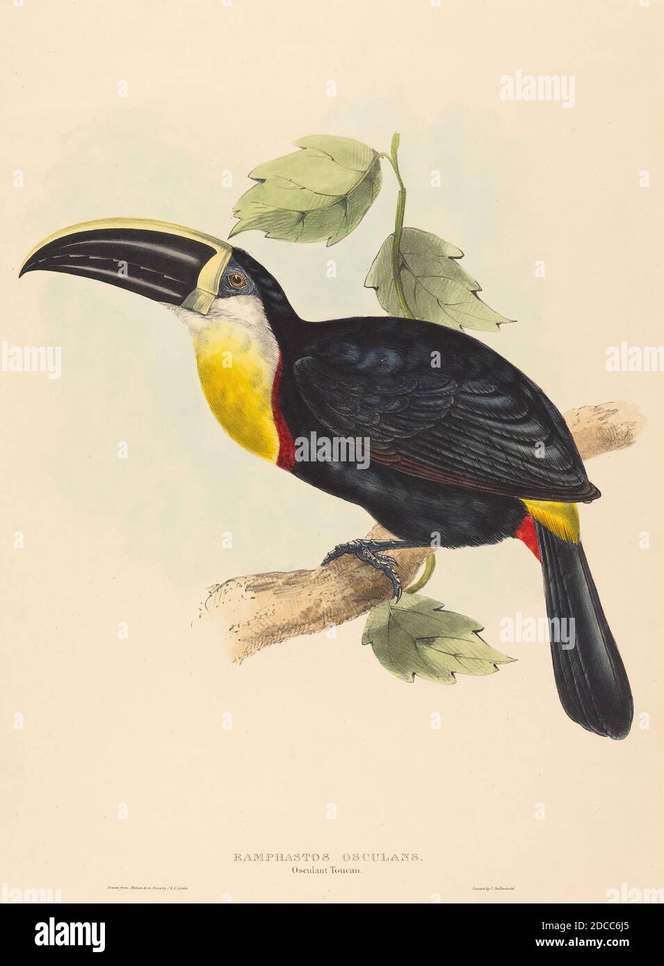 Osculant hi-res stock photography and images - Alamy