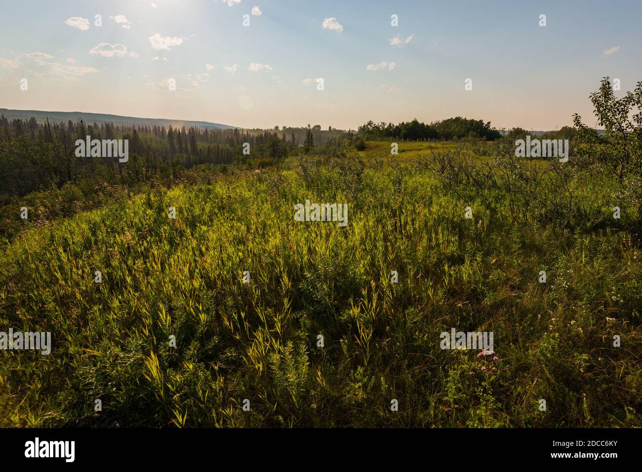 nature scenarios inside Glenmore Park, Calgary, Canada Stock Photo - Alamy