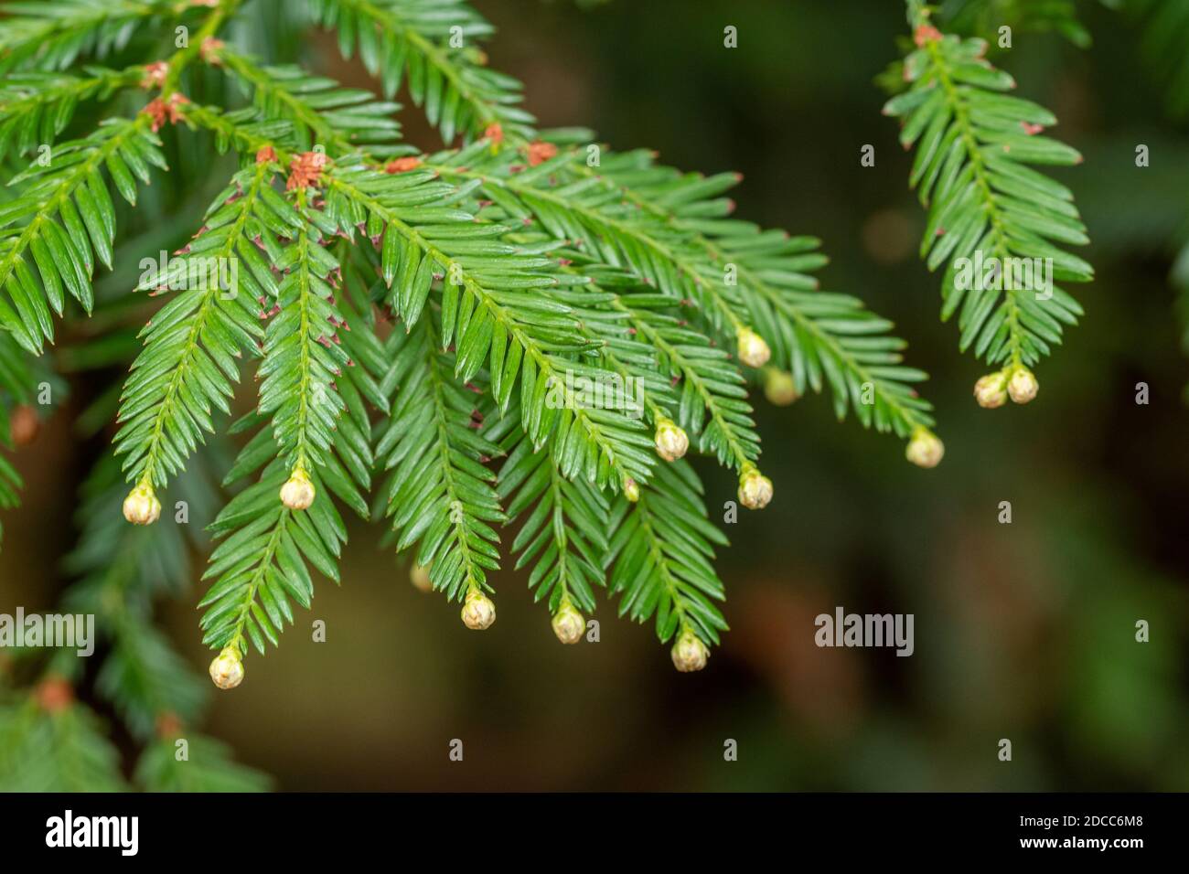 Coast redwood tree hi-res stock photography and images - Alamy