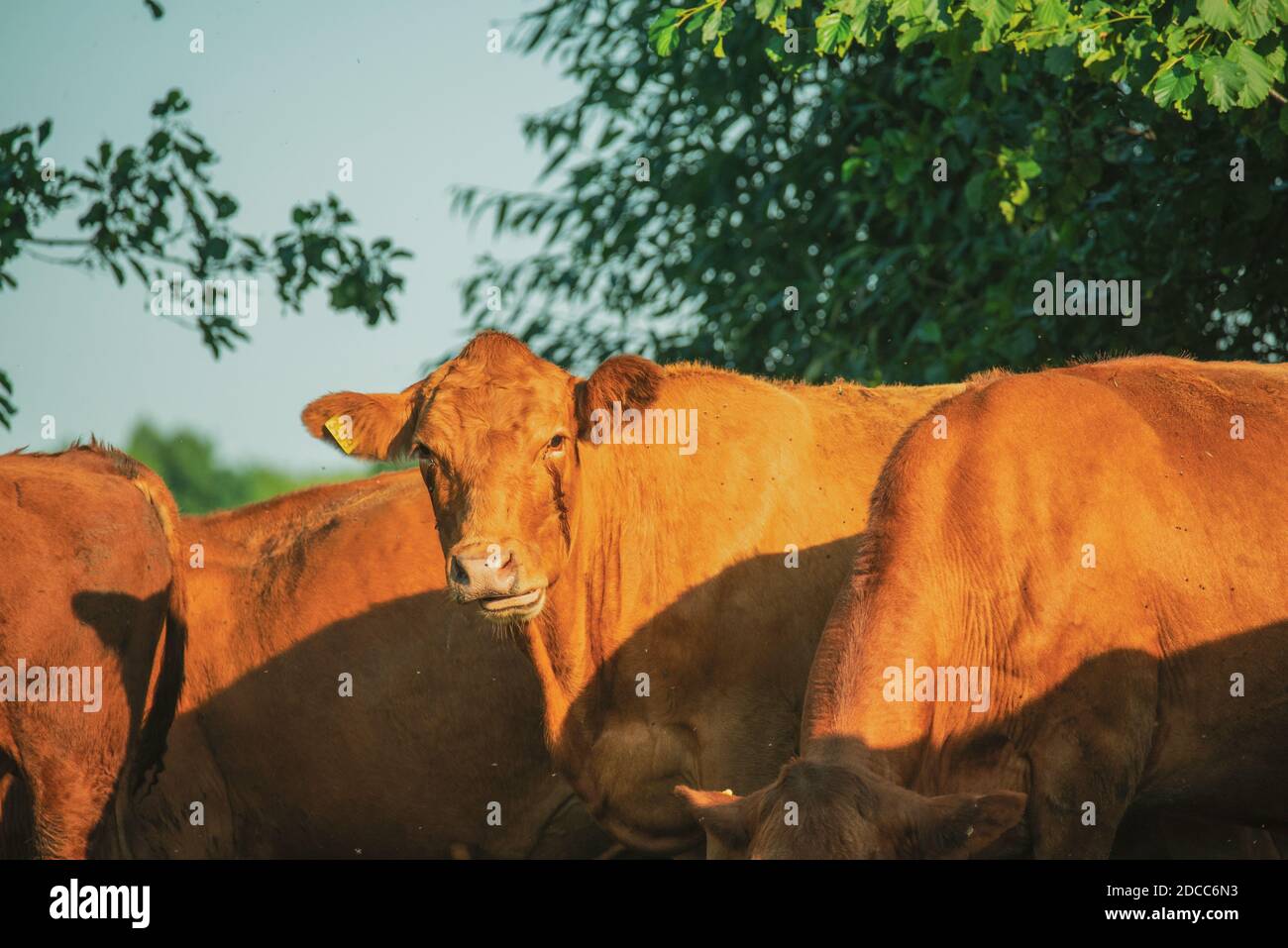 Cows in meadows. Red cows and calves in the meadow. Volyn breed of cows ...