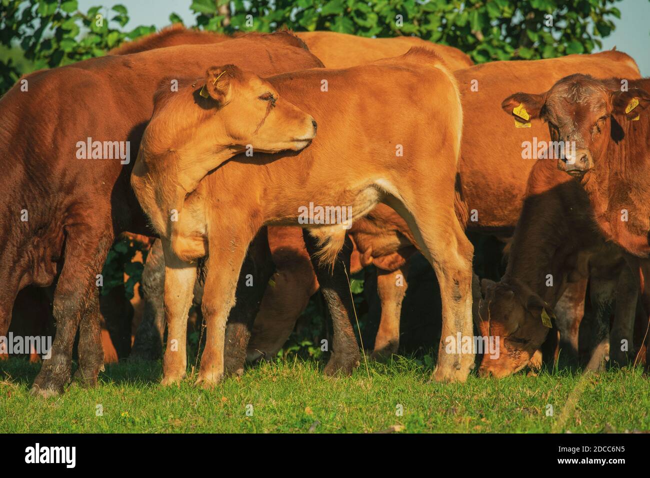 Cows in meadows. Red cows and calves in the meadow. Volyn breed of cows ...
