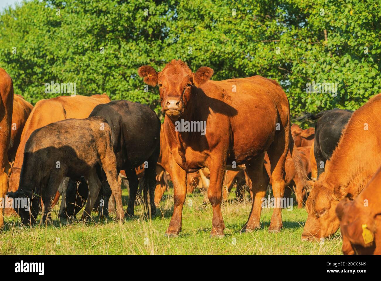 Cows in meadows. Red cows and calves in the meadow. Volyn breed of cows ...