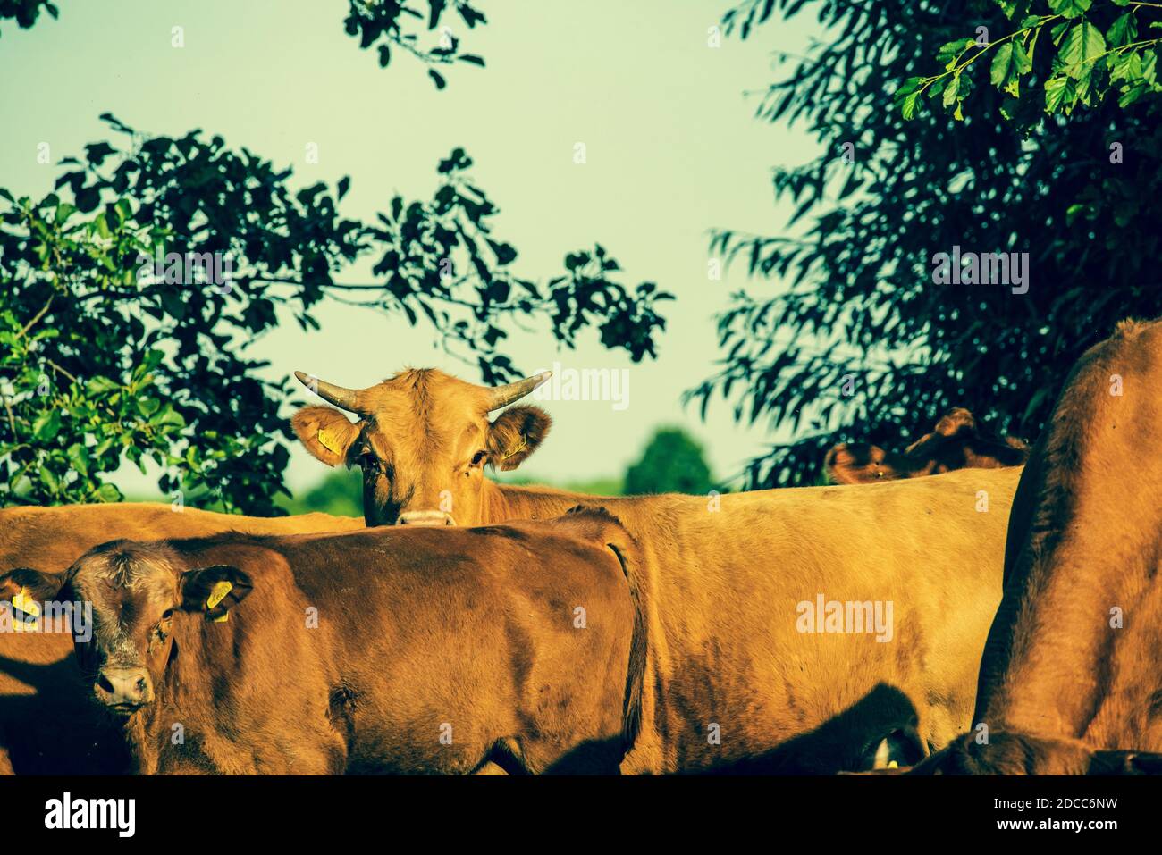 Cows in meadows. Red cows and calves in the meadow. Volyn breed of cows ...