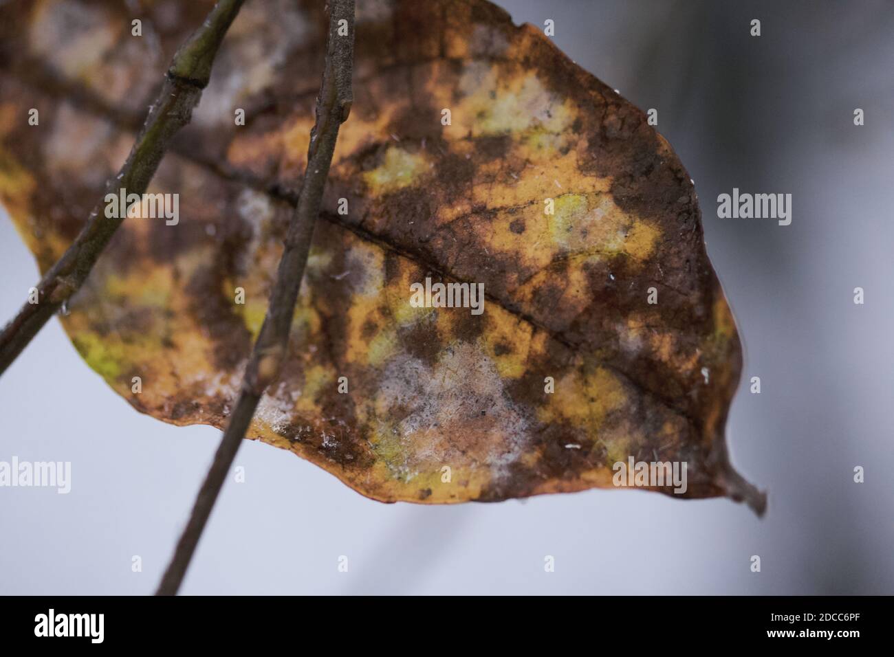 Autumn leaf on the tree. Icy from the first frost Stock Photo - Alamy