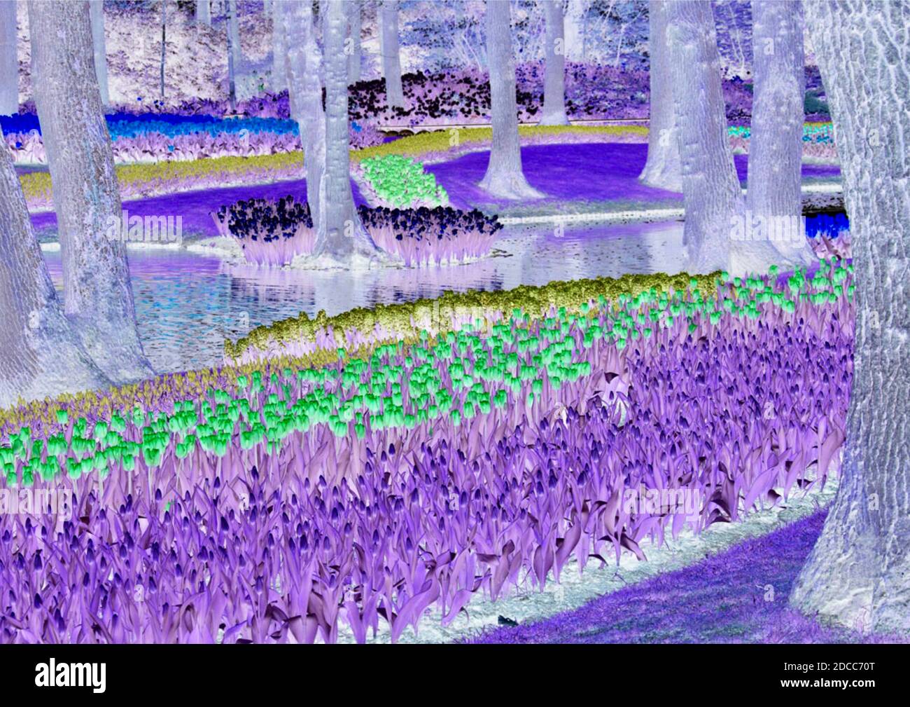 Electric garden with inverted colours Stock Photo - Alamy