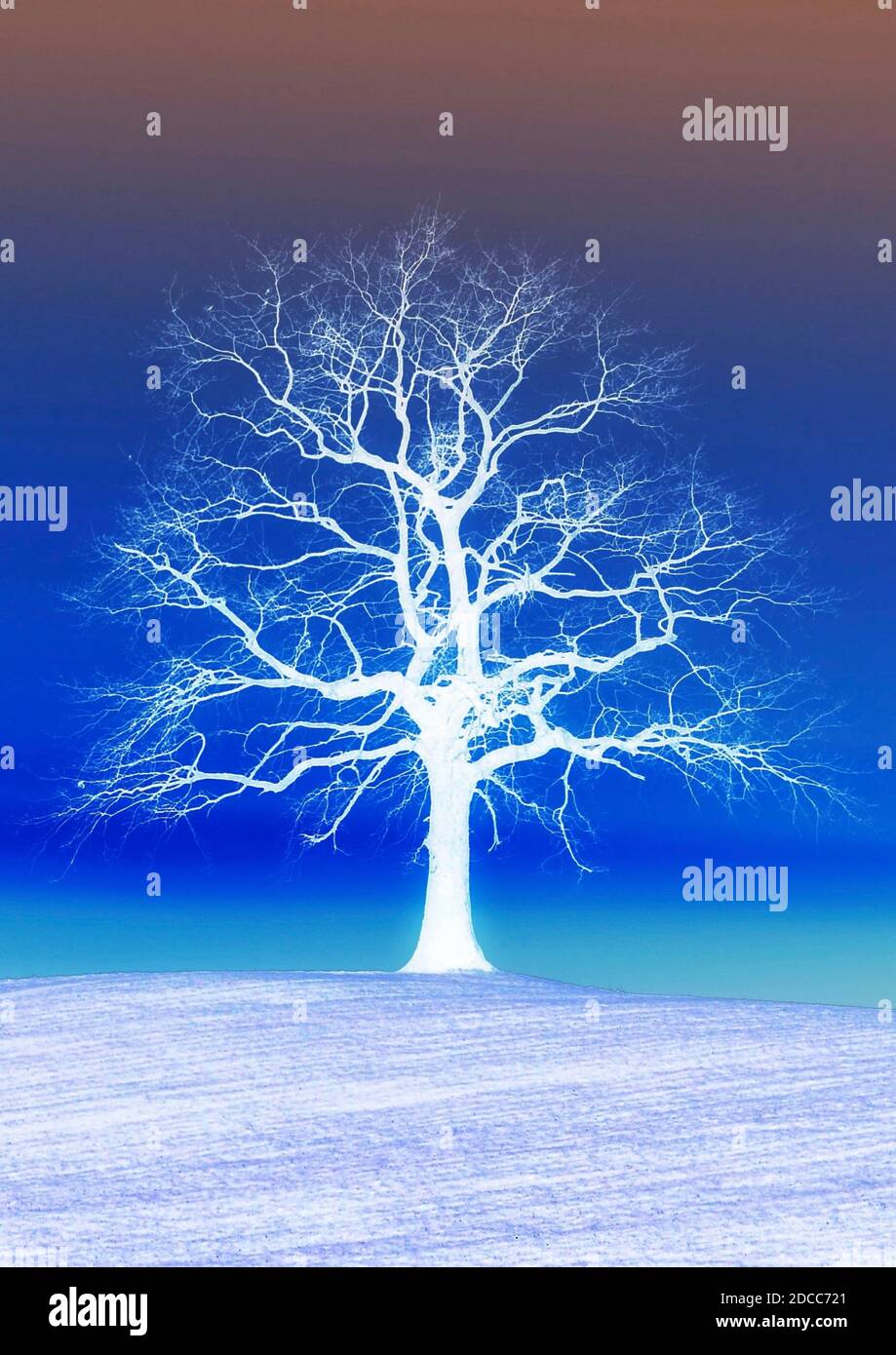 Solitary, stand alone tree image with inverted colours Stock Photo - Alamy