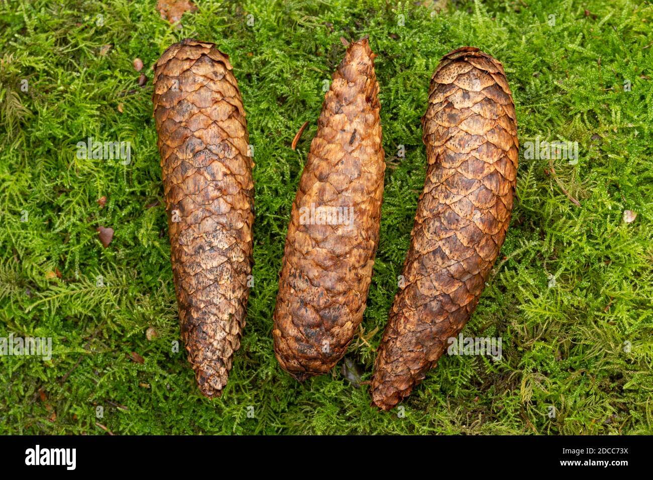 Three large cones of the Norway spruce tree (Picea abies) on moss, UK ...