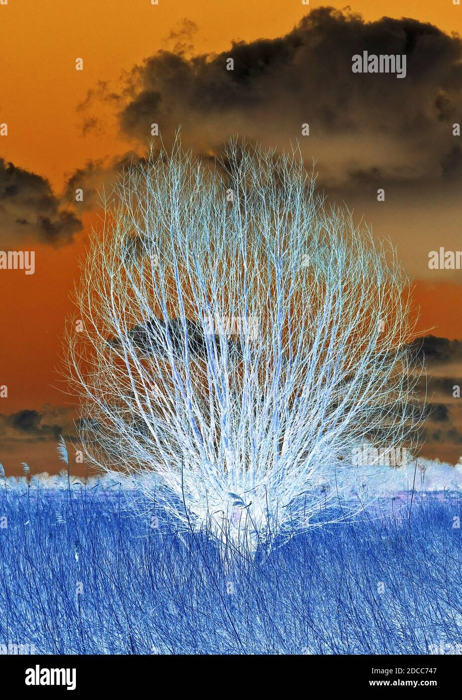 Coppiced trees or shrubs are periodically cut back to ground level to ...