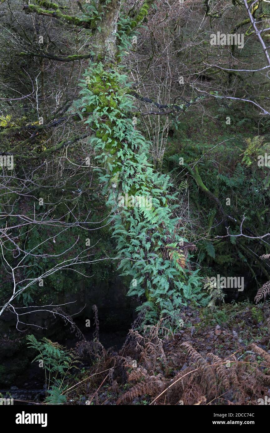 Ferns Growing on the Trunk of a Tree, North Pennines England UK Stock ...