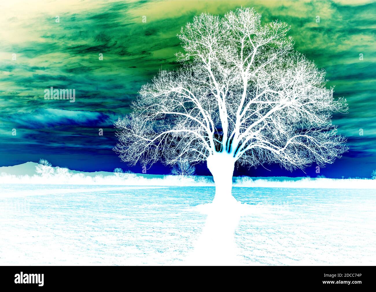 Pollard tree hi-res stock photography and images - Alamy