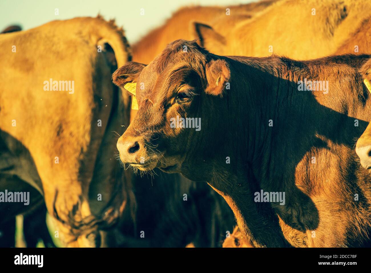 Cows in meadows. Red cows and calves in the meadow. Volyn breed of cows ...
