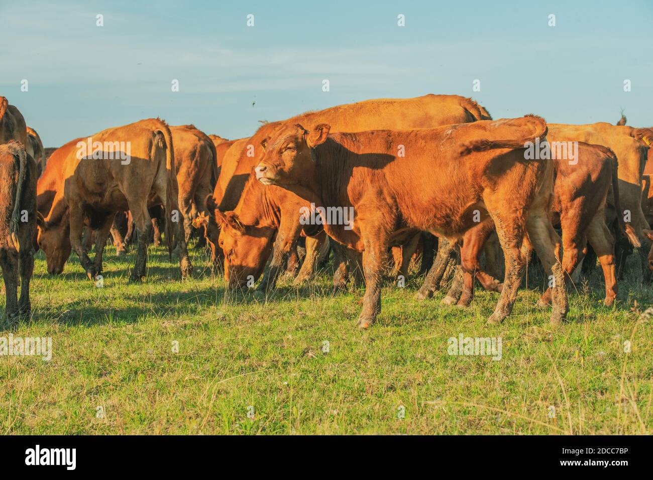 Cows in meadows. Red cows and calves in the meadow. Volyn breed of cows ...