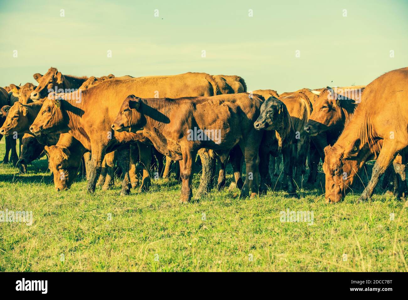Cows in meadows. Red cows and calves in the meadow. Volyn breed of cows ...