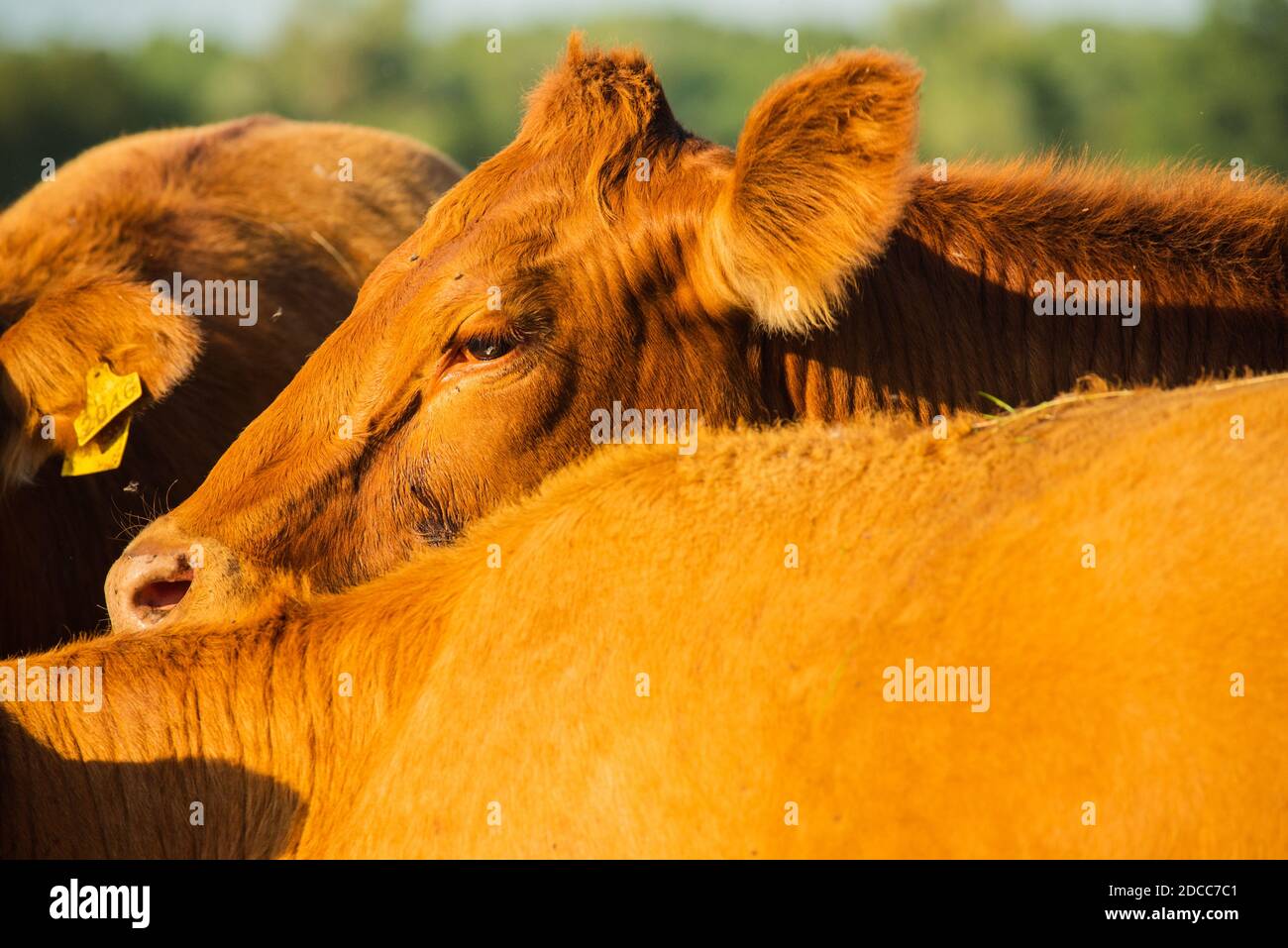 Cows in meadows. Red cows and calves in the meadow. Volyn breed of cows ...