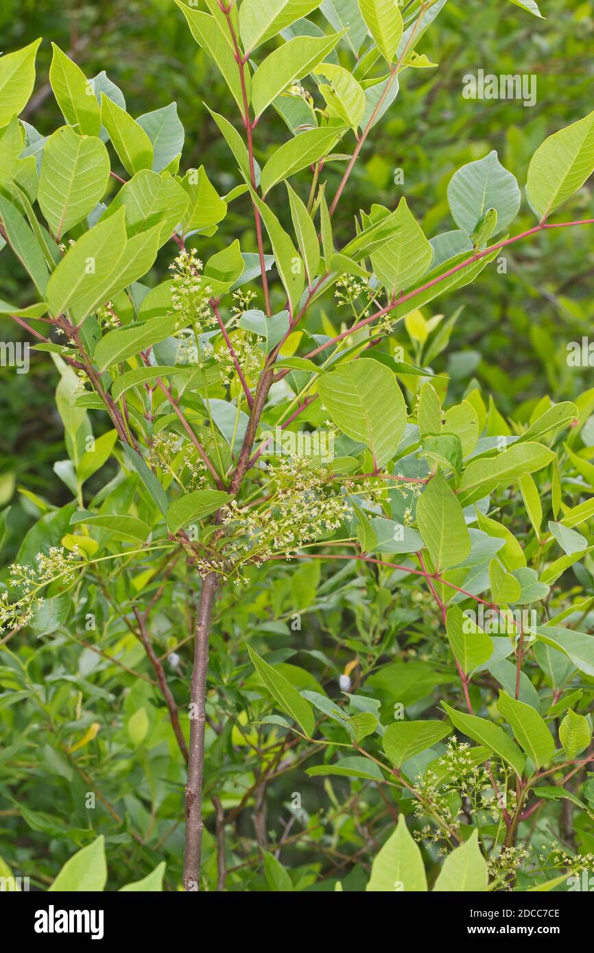 Vernix High Resolution Stock Photography and Images - Alamy