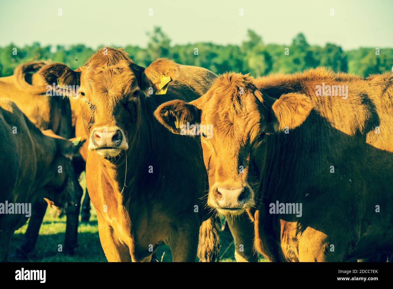 Cows in meadows. Red cows and calves in the meadow. Volyn breed of cows ...
