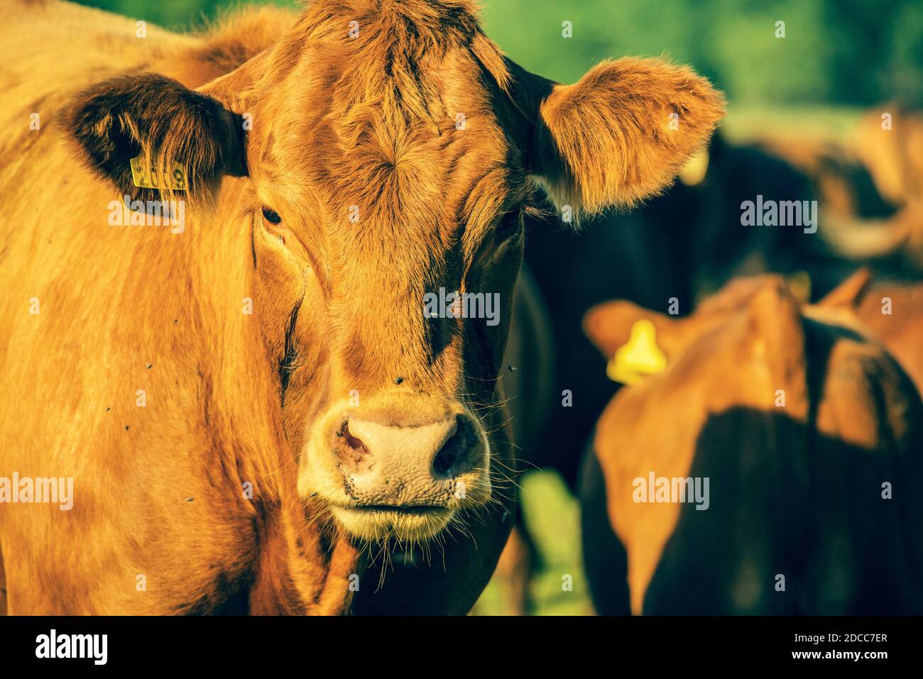 Cows in meadows. Red cows and calves in the meadow. Volyn breed of cows ...