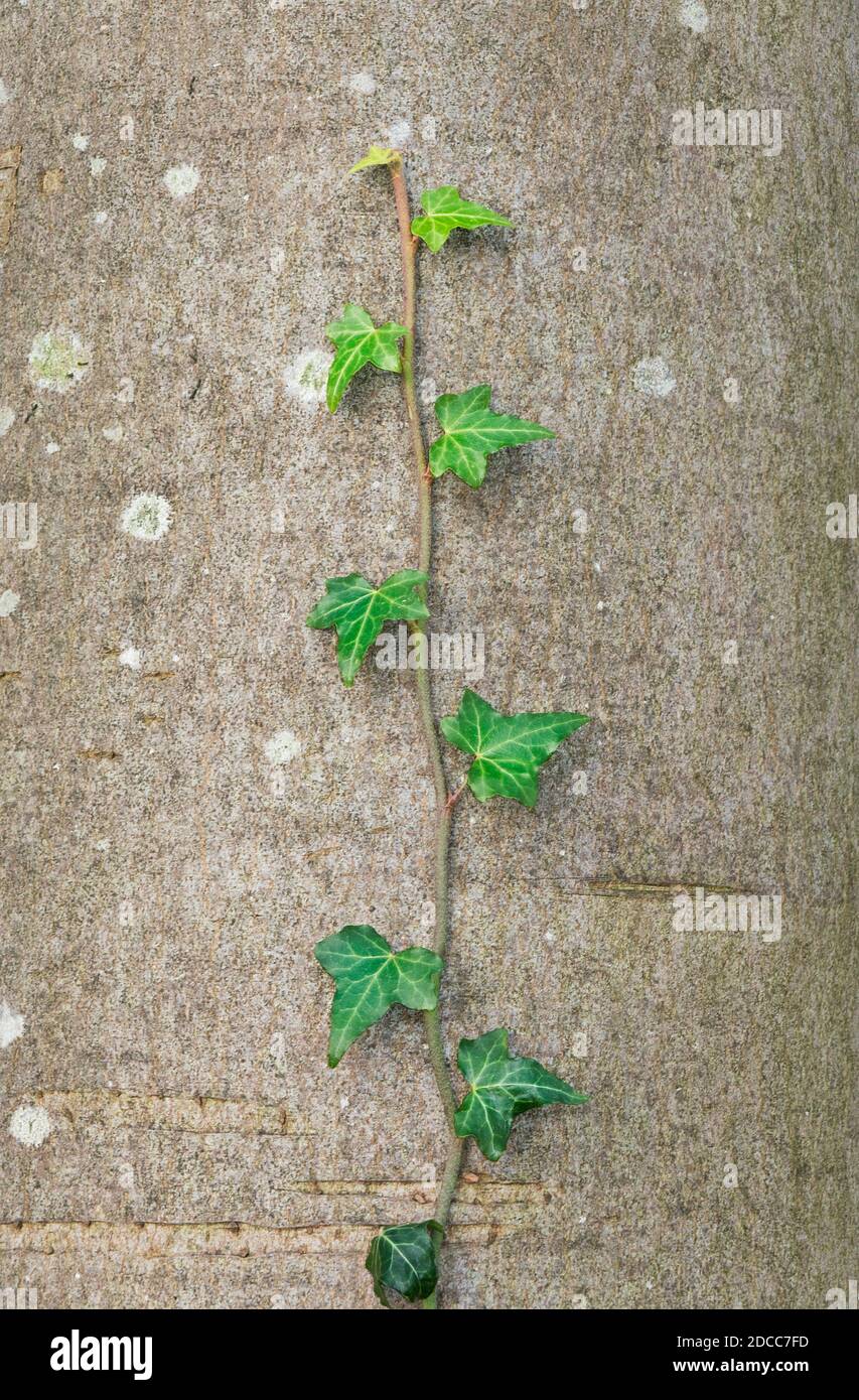 Stem with alternating leaves of Common ivy climbing on a the trunk of a ...