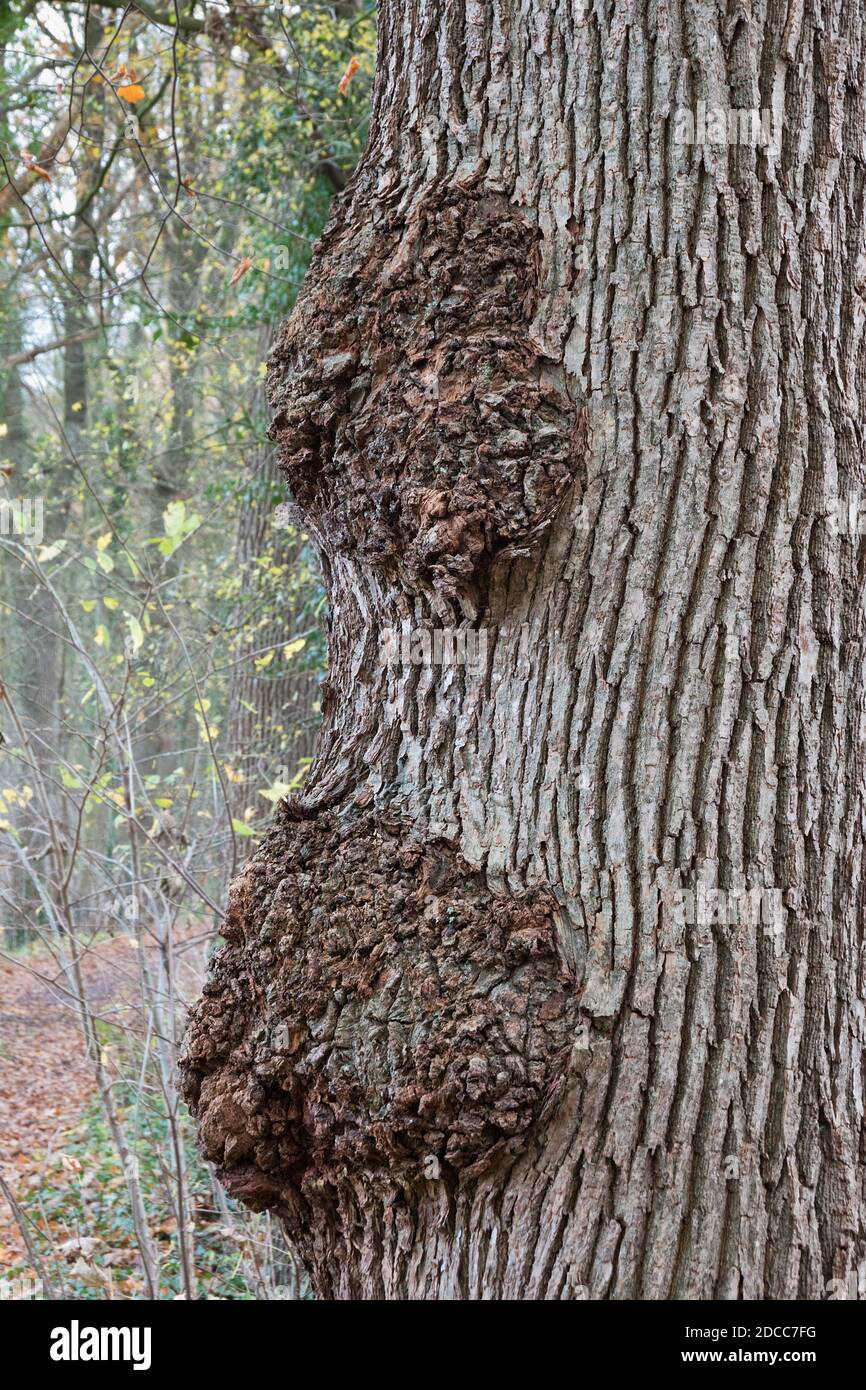 Burr oak tree hi-res stock photography and images - Alamy