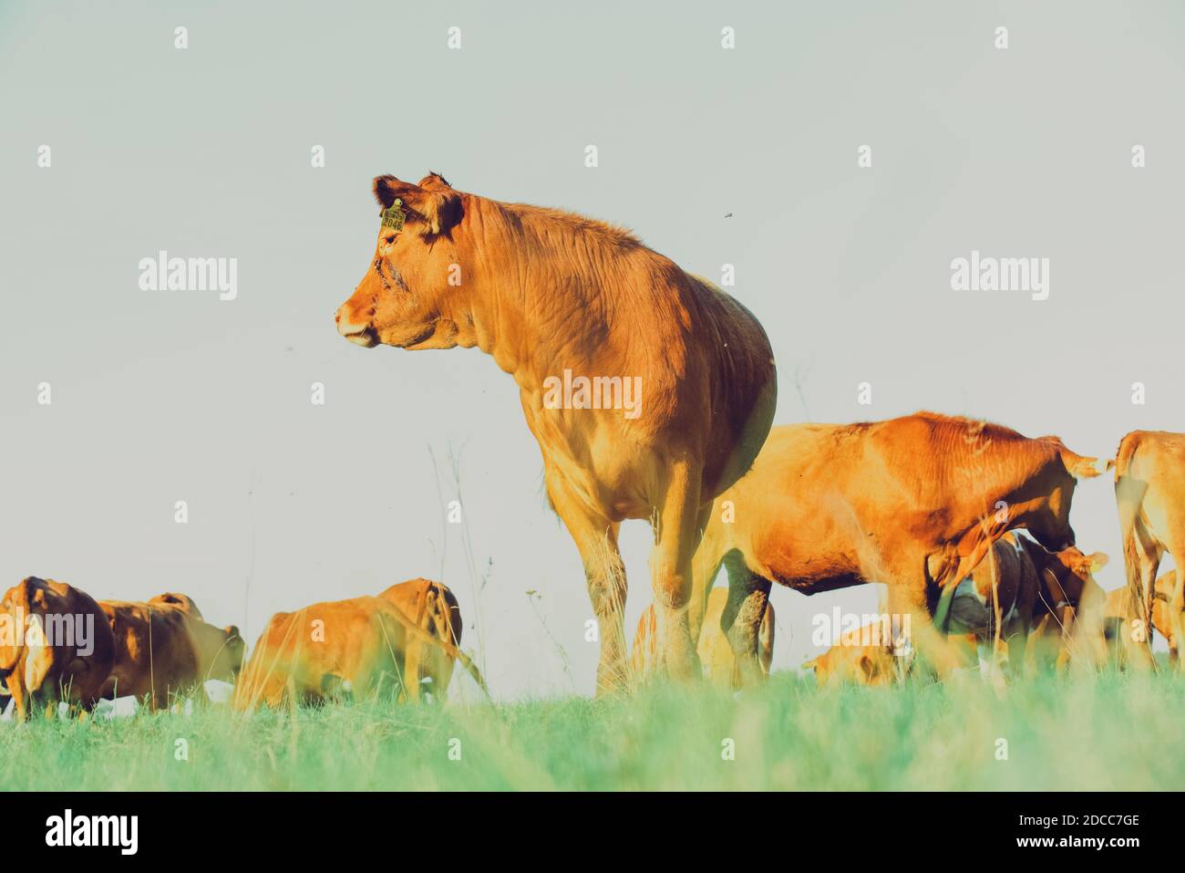 Cows in meadows. Red cows and calves in the meadow. Volyn breed of cows ...