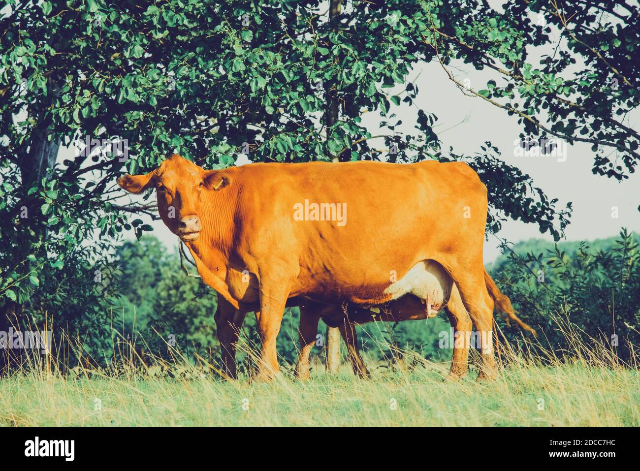 Cows in meadows. Red cows and calves in the meadow. Volyn breed of cows ...