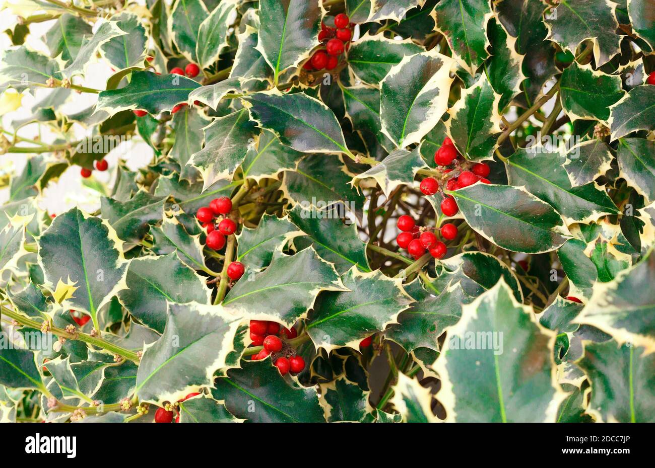 christmas tree with red berries. great background Stock Photo - Alamy